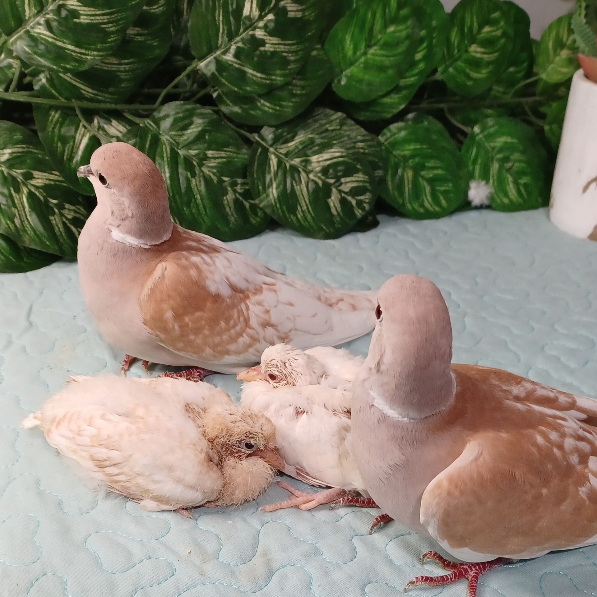 The Peach Ringneck Dove for Sale - Doves World™